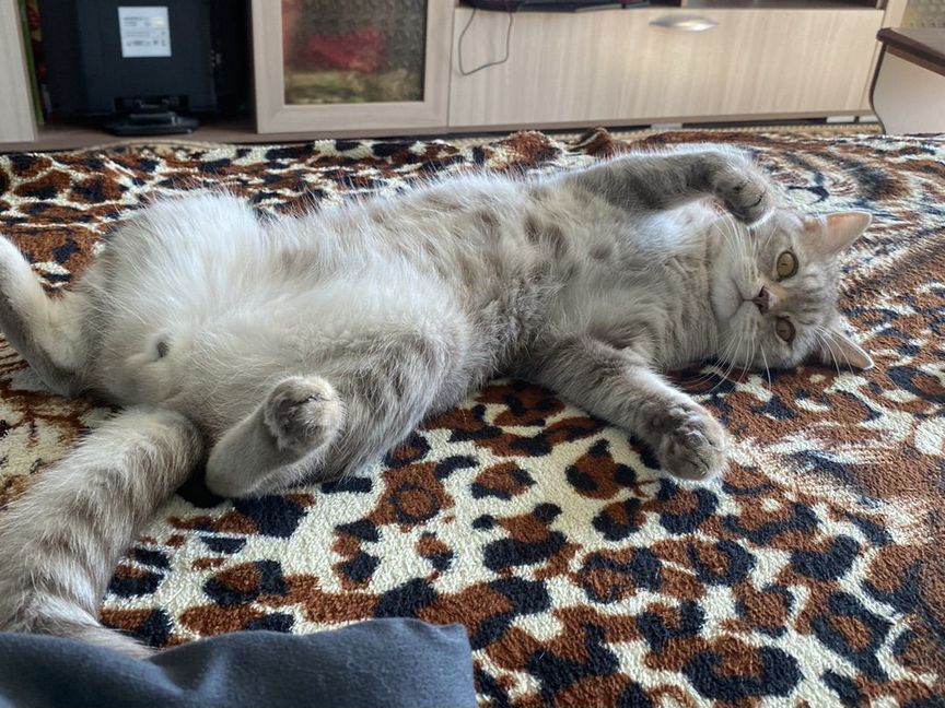 Шотландский кот вязка
