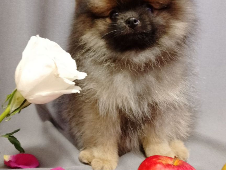 Померанский шпиц