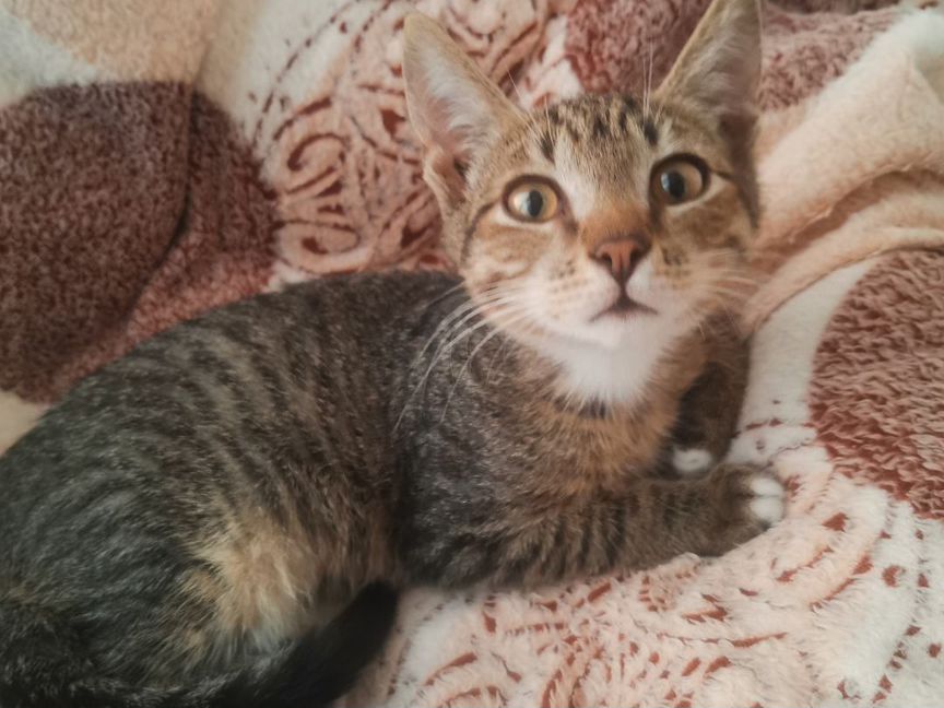 Тигрёнок Гоша