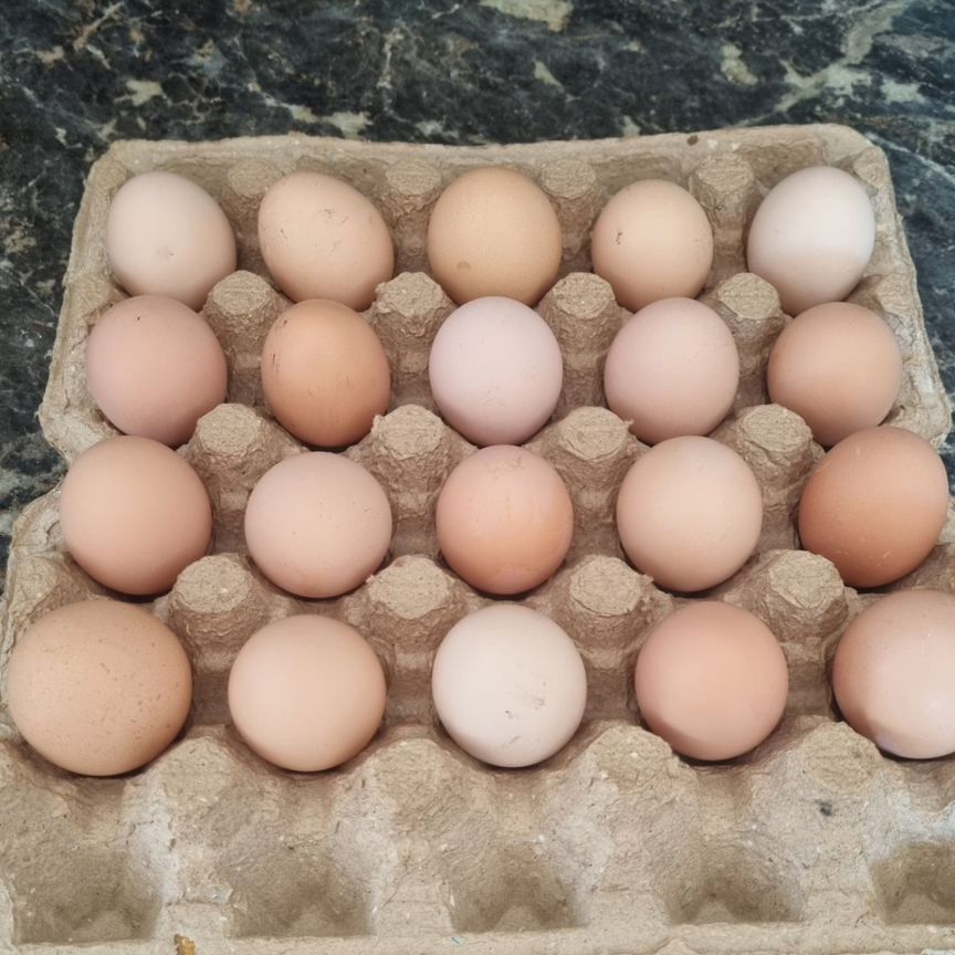 Инкубационное яйцо