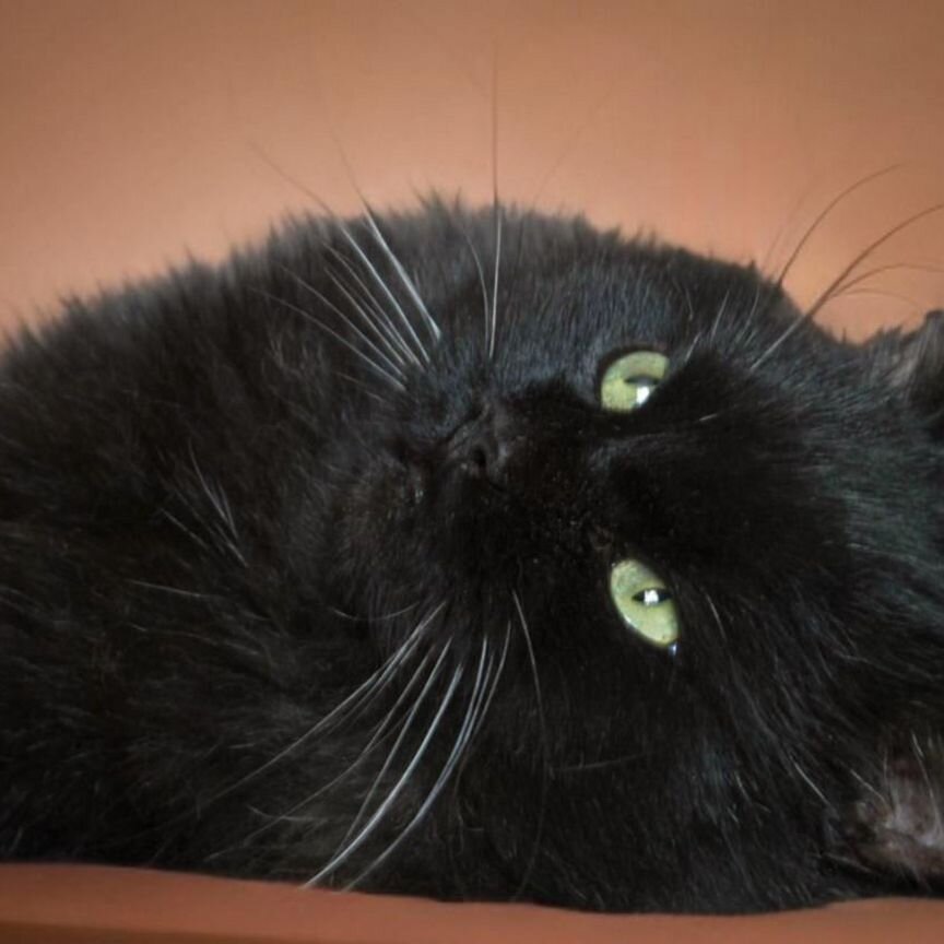 Шикарный кот в добрые руки