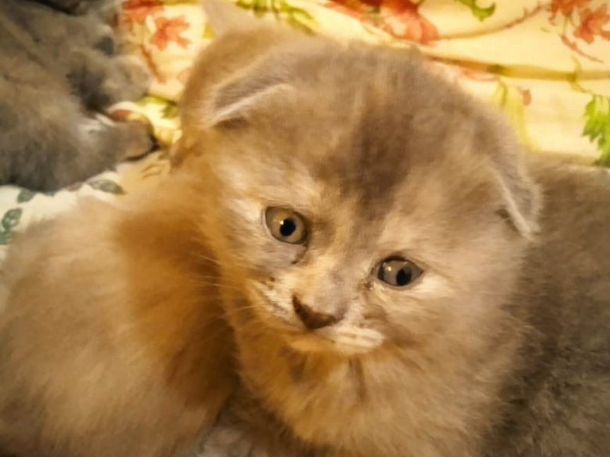 Британские вислоухие котята серые
