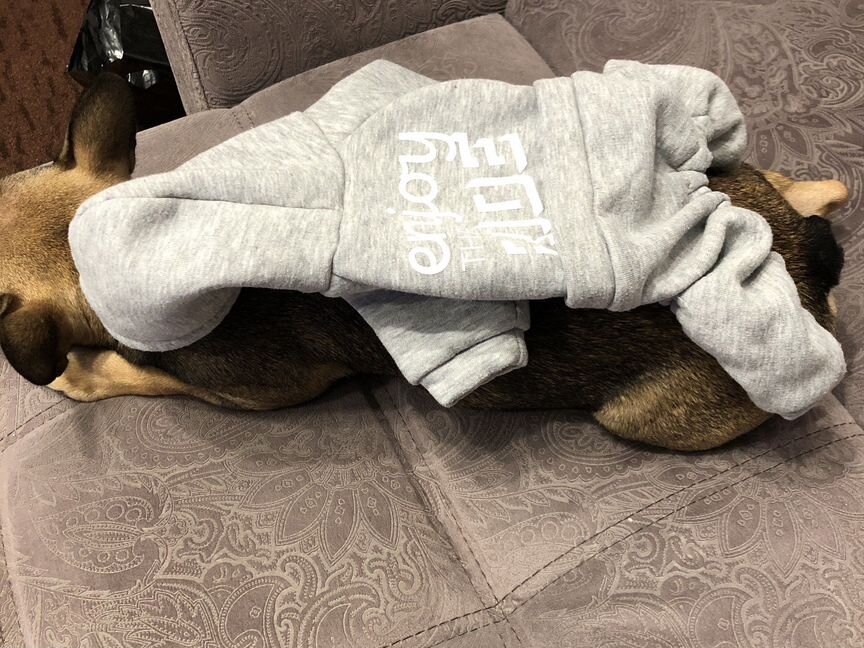 Костюм для маленькой собаки