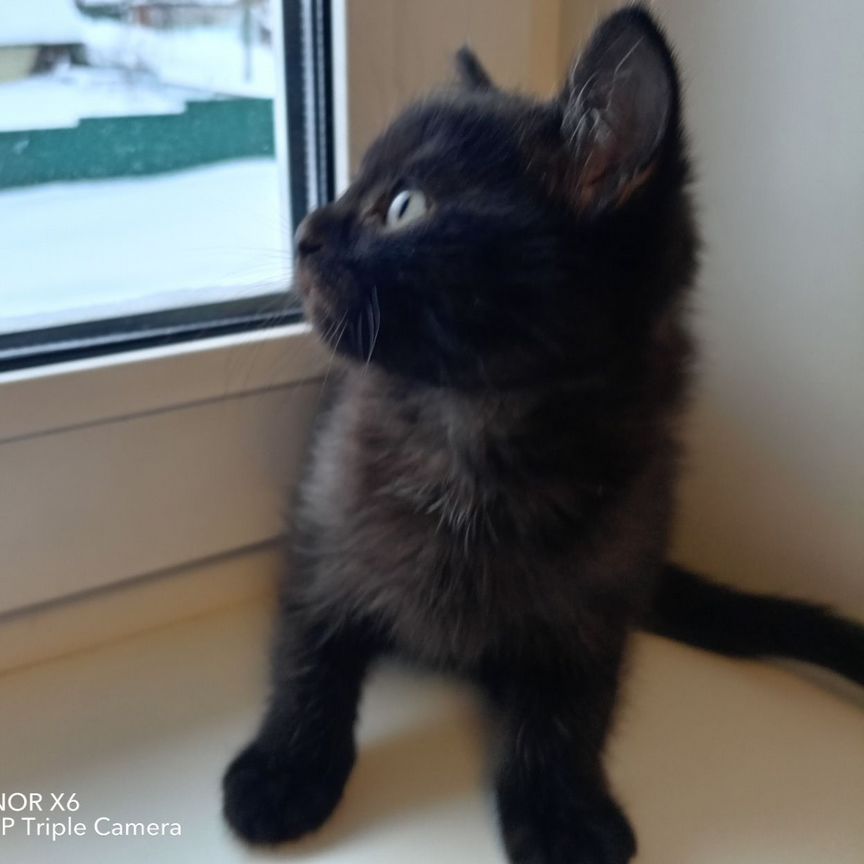 Шотландский вислоухий короткошёрстный котёнок