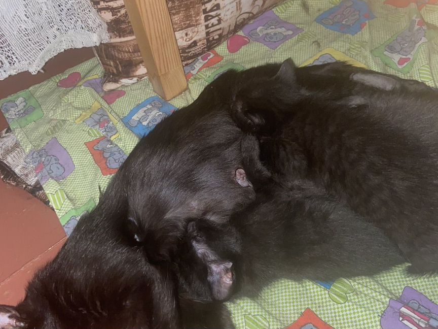 Есть кормящая кошка