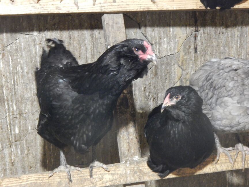 Амерауканы семья 3+1