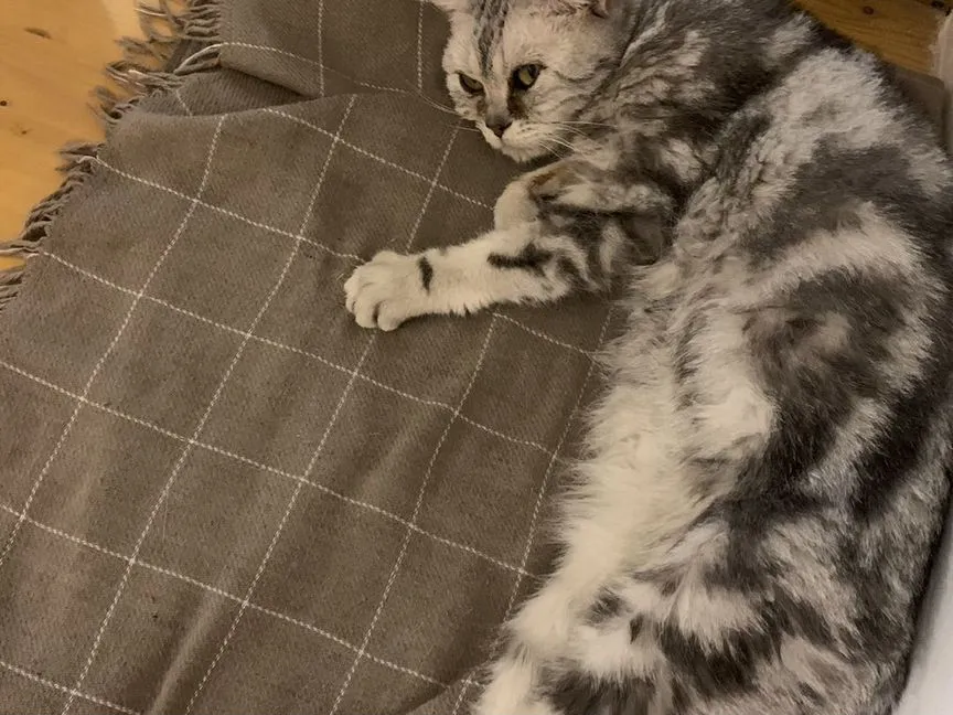 Британская кошка