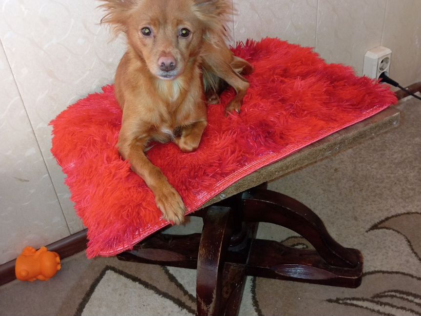 Девочка тойка