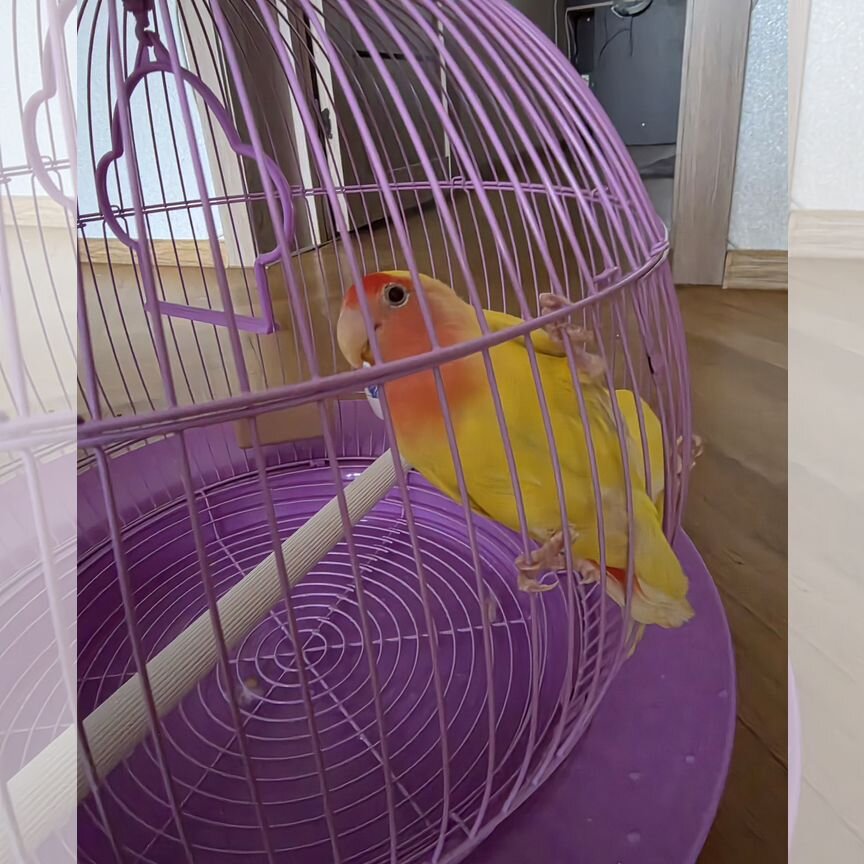 Попугай неразлучники с клеткой
