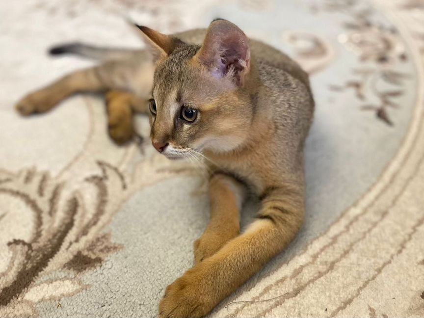 Котята чаузи ф1