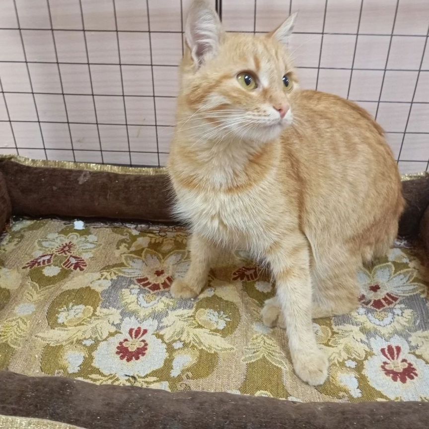 Молодая кошечка в добрые руки