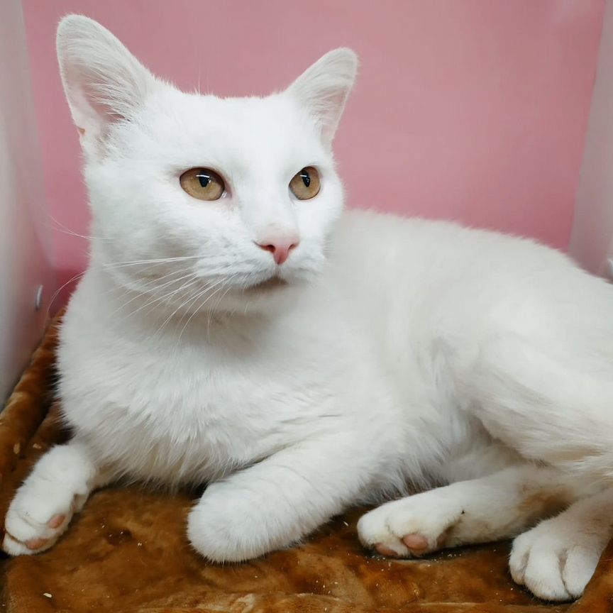 Белый котик в добрые руки