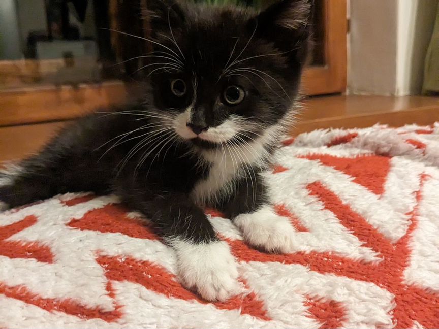 Котята