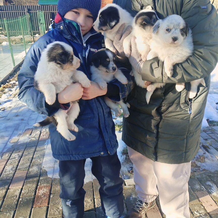 Щенки дворняги в добрые руки