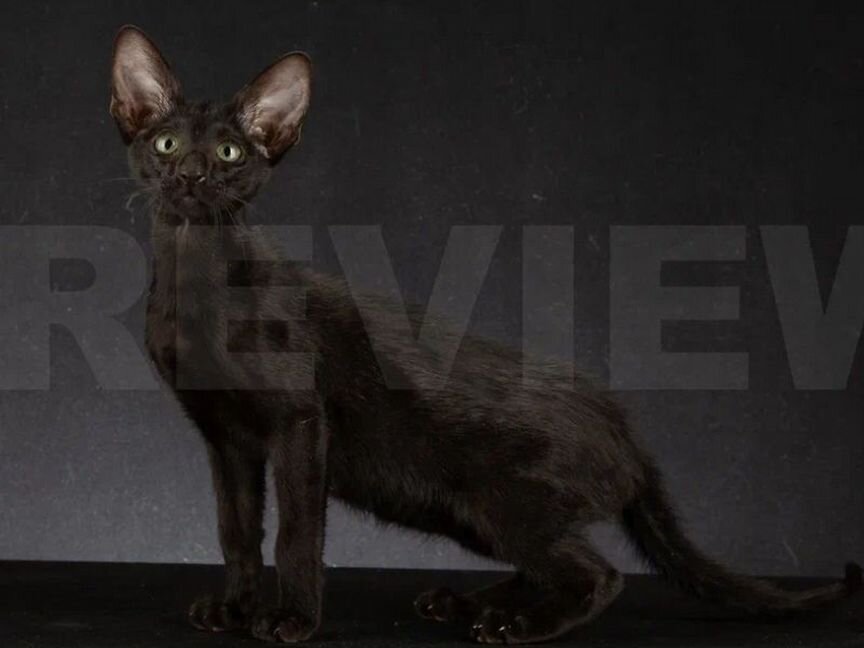 Ориентальная чёрная пантера