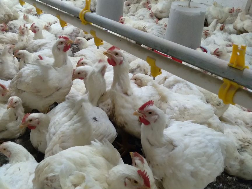 Куры домашние порода бройлер кобб 500