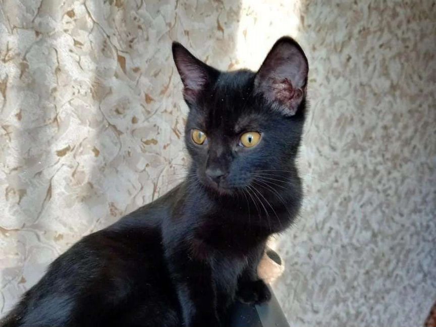 Кошечка Молли