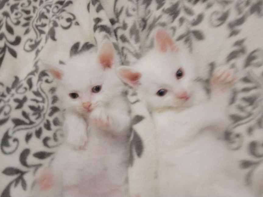 Котята турецкой ангоры