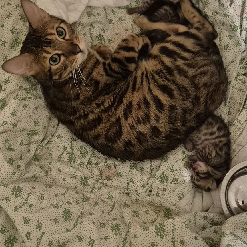 Бенгальские котята