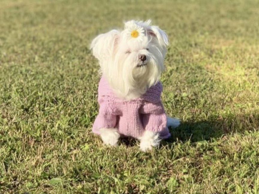 Свитер теплый на мини собаку ручной вязки