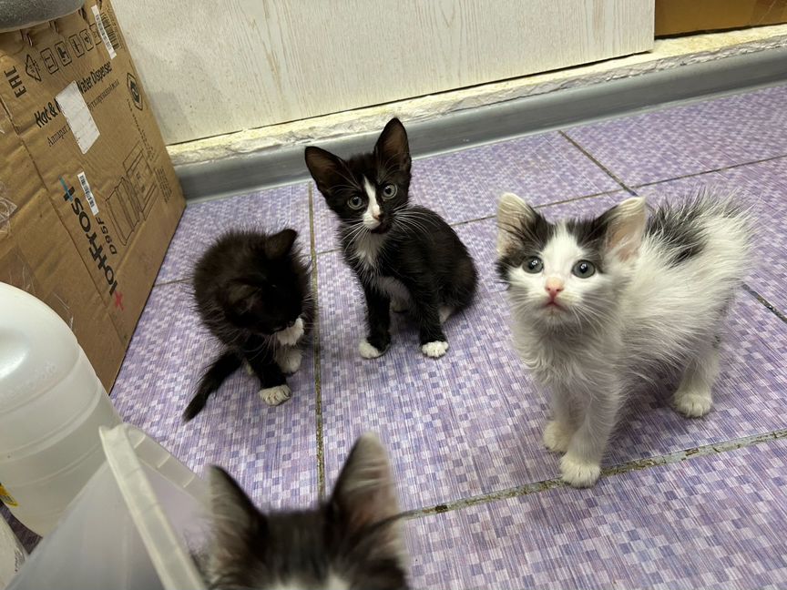 Котята в добрые и ласковые руки