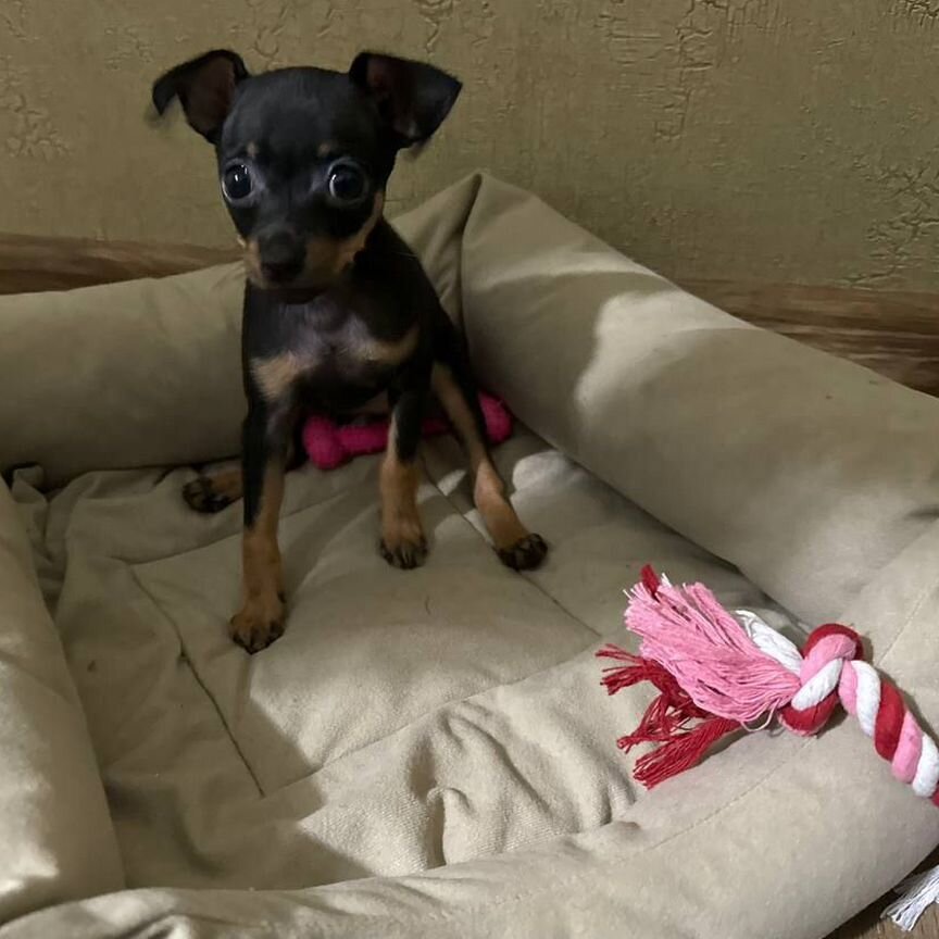 Русский той-терьер девочка