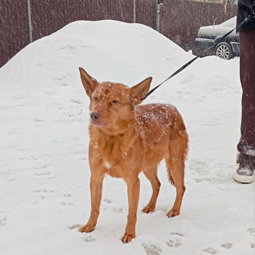 Красотка карамелька в заботливые руки