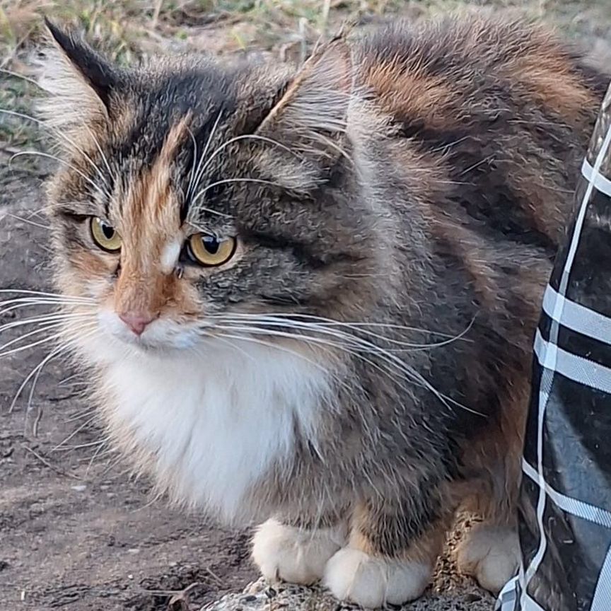 Взрослая кошка в добрые руки