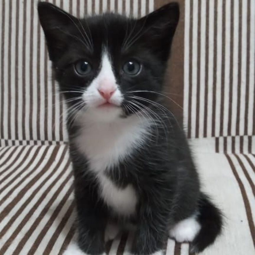 Котёнок от частного владельца