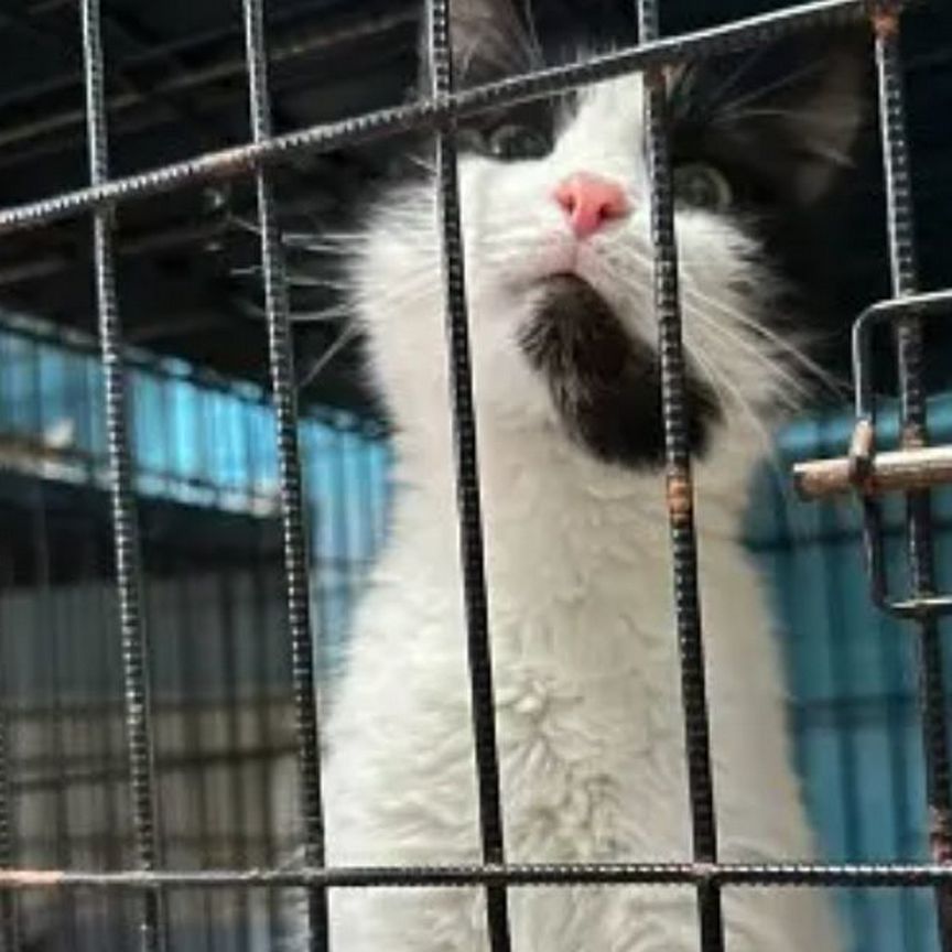 Кошка Юля из. Приюта Мой преданный и верный друг