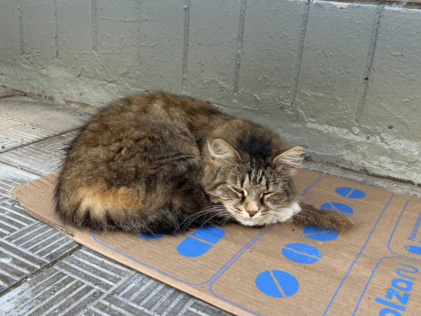 Бросили кота у подъезда в добрые пуки