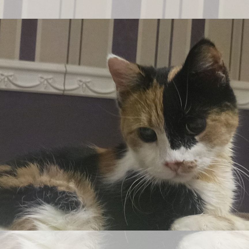 Кошечка Ася