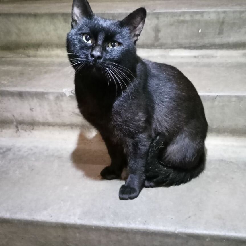 Кот Черныш