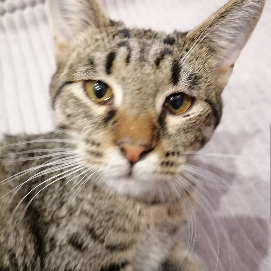 Котенок