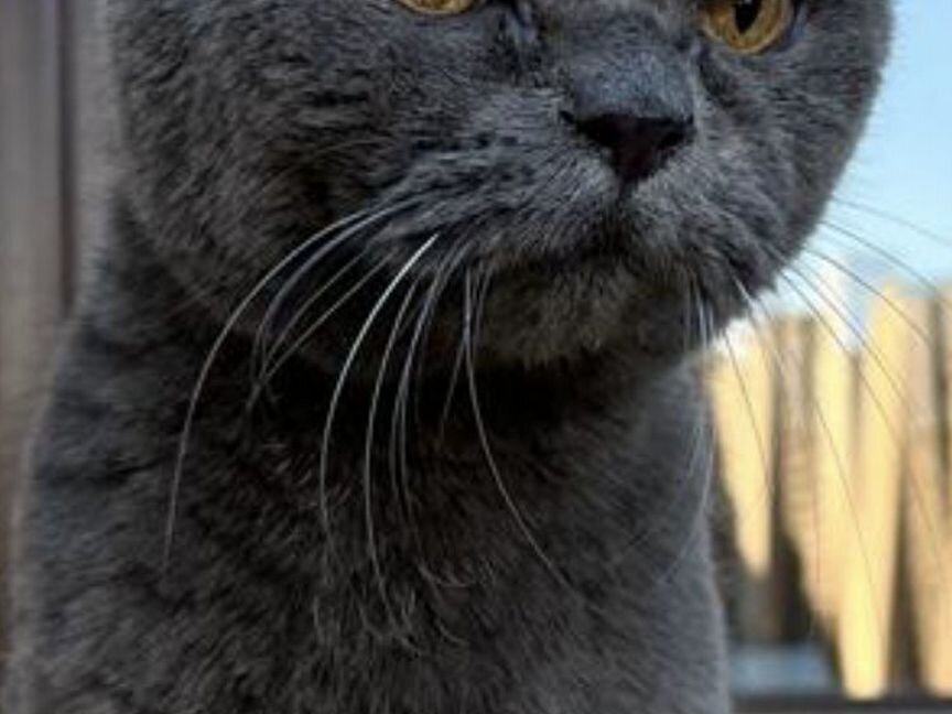 Найден кот