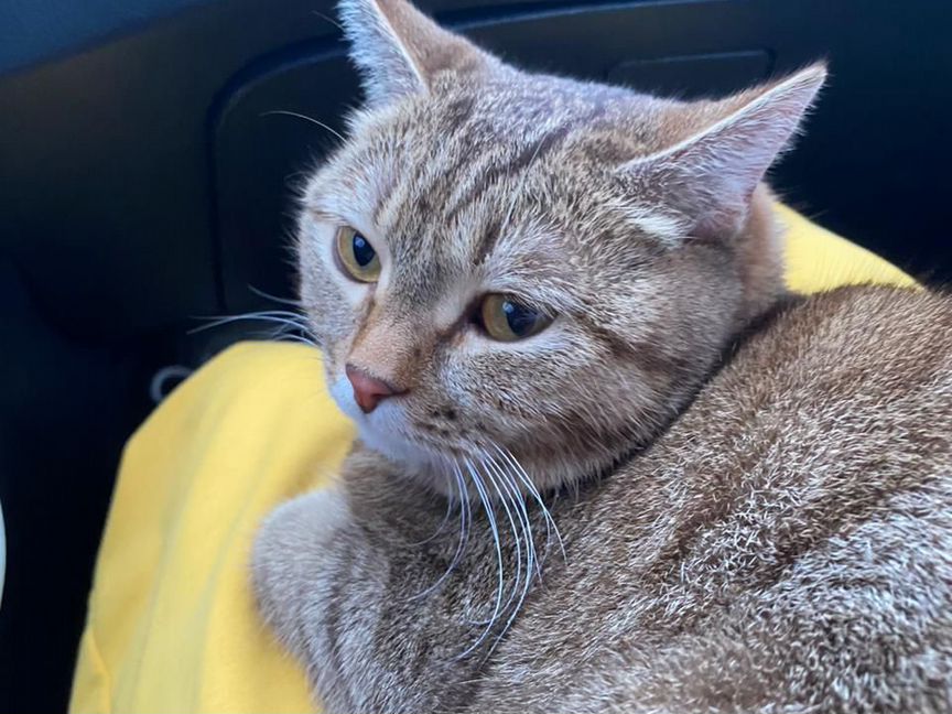 Сыворотка для животных с хлопьями творога