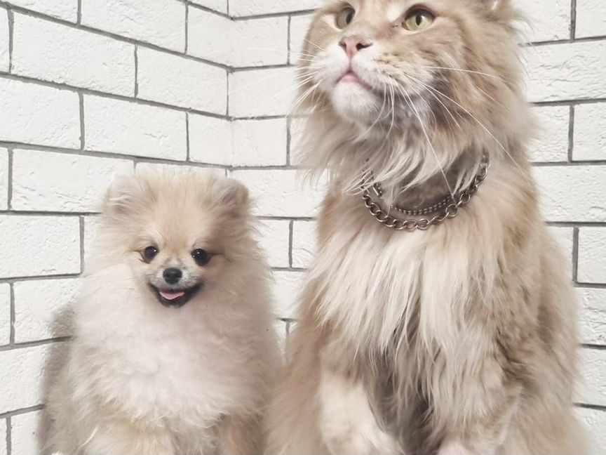 Настоящие котята Мейн Кун тяжеловес