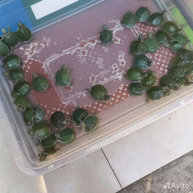 Морские черепашки