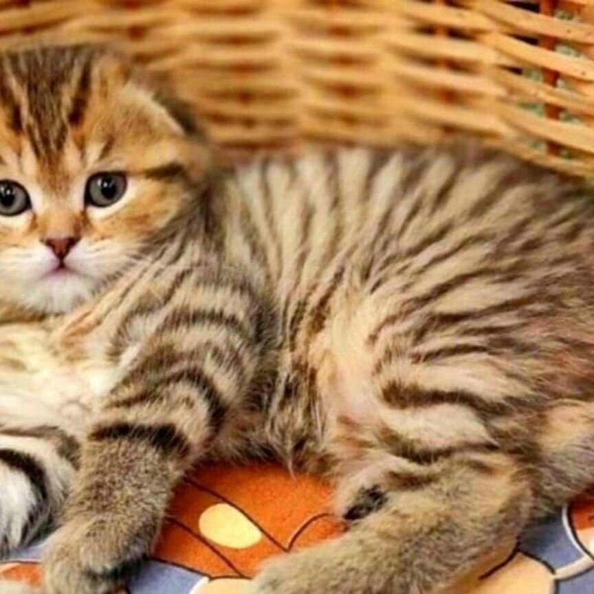 Котятки тигрятки