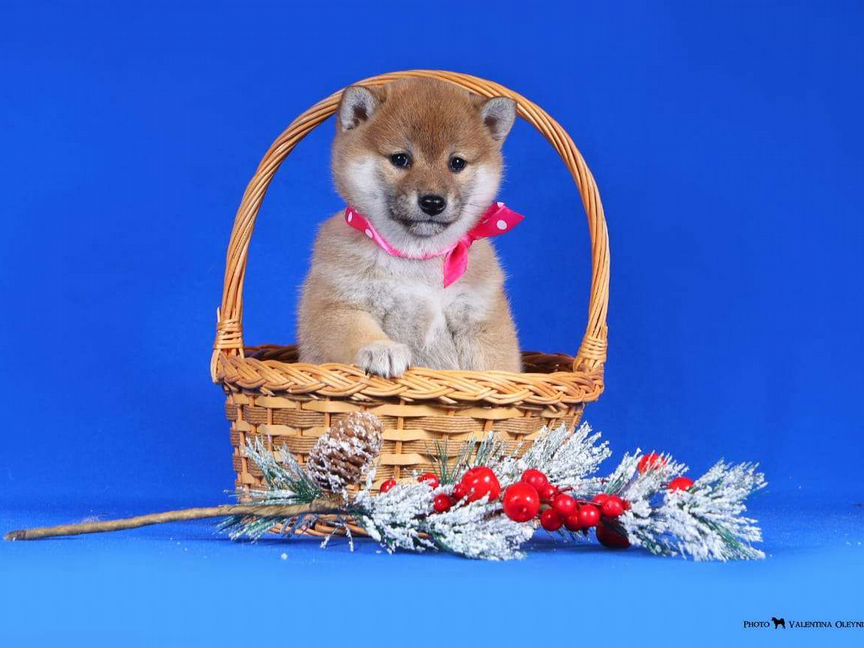 Сиба девочка красотка