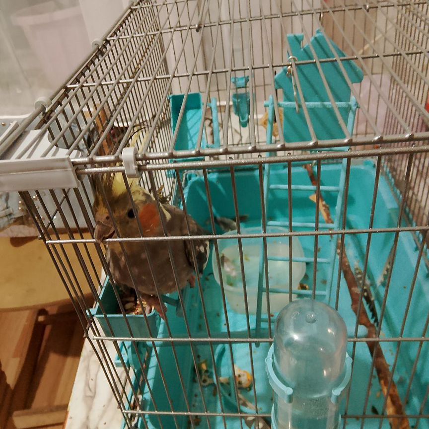 Птица, корелла