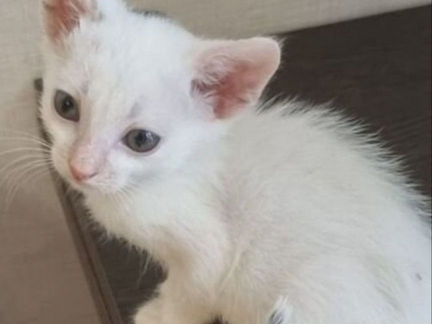 Кошка в дар