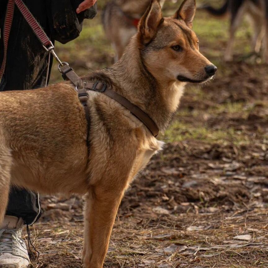 Карамелька собака в добрые руки