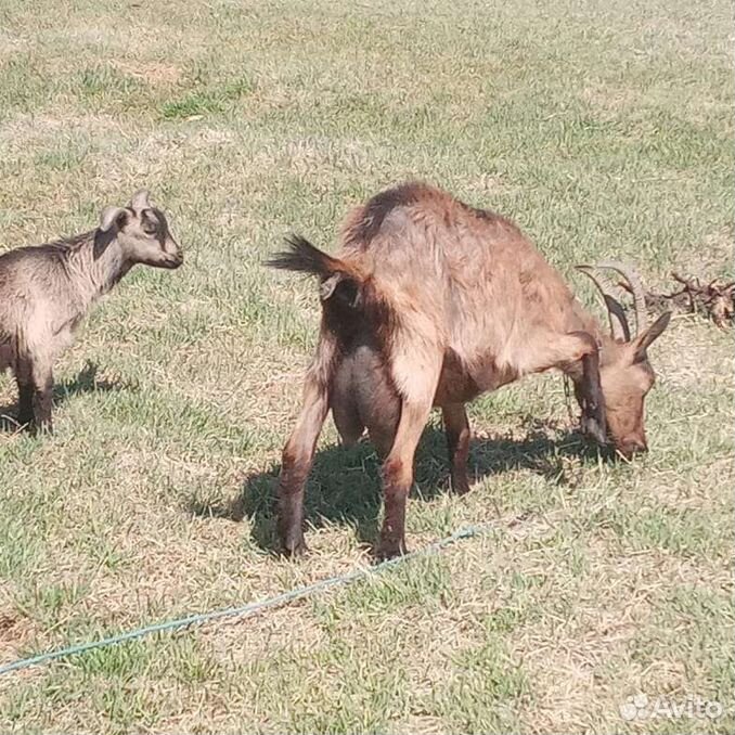 Коза альпийская