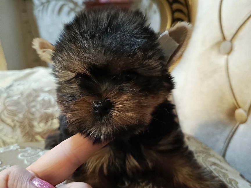 Йоркширский терьер