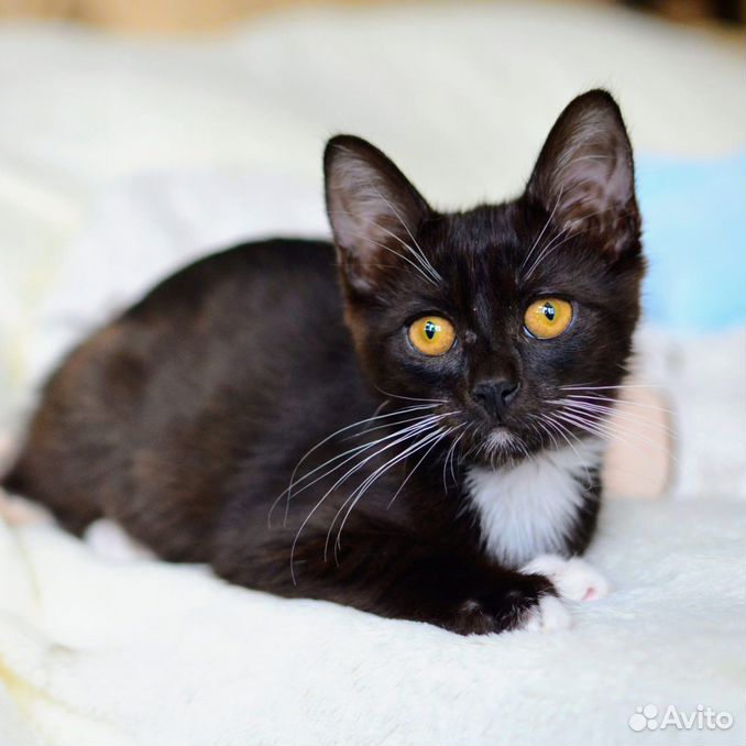 Черный котенок маркизный