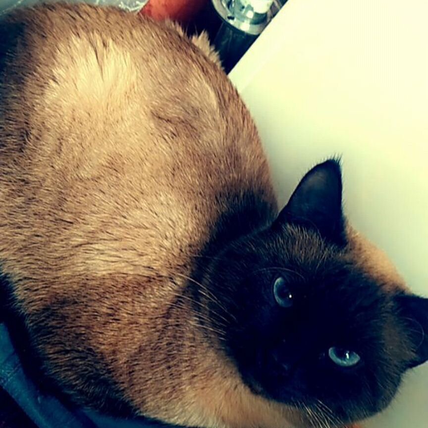 Тайская кошка