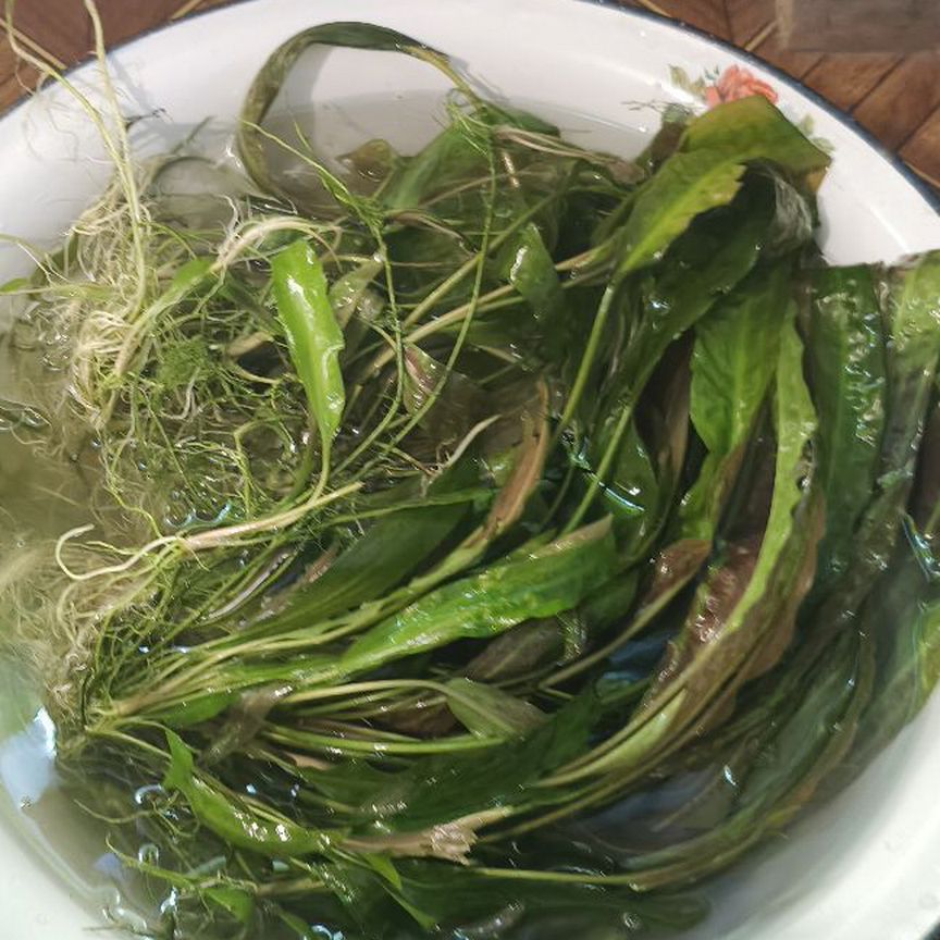 Аквариумное растение