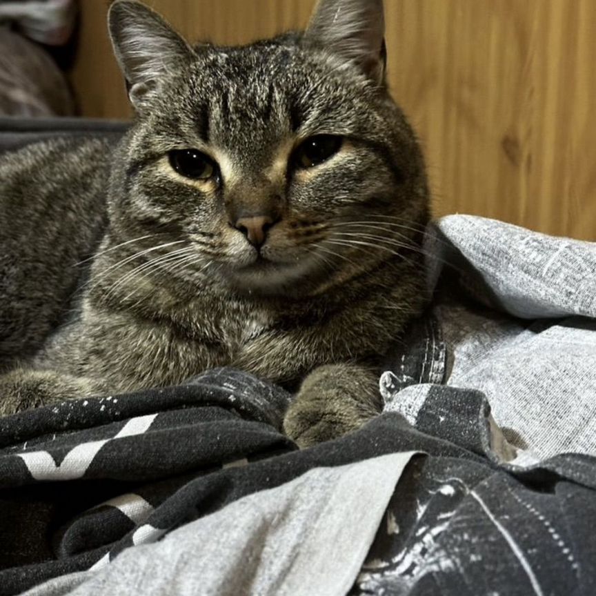 Взрослая кошка в добрые руки