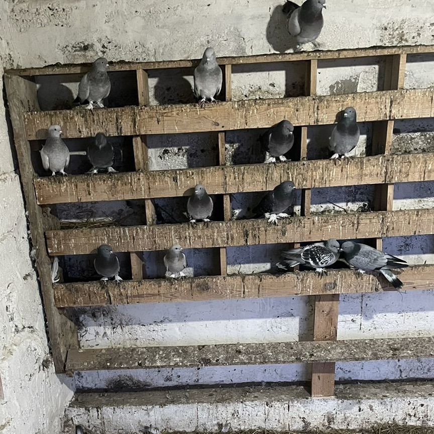 Голуби турецкие такла